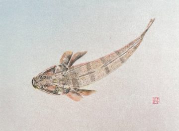 Magochi (真鯒, Flathead) | Nanoniele | MakiokaFufudo