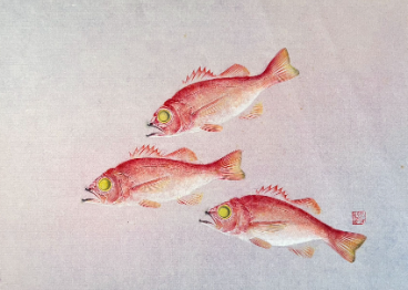 Akamutsu/Nodoguro (赤鯥, Rosy seabass) | Nanoniele | MakiokaFufudo