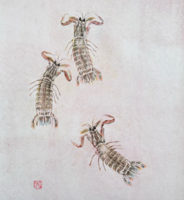 Shako (蝦蛄, Japanese mantis shrimp) | Nanoniele | MakiokaFufudo